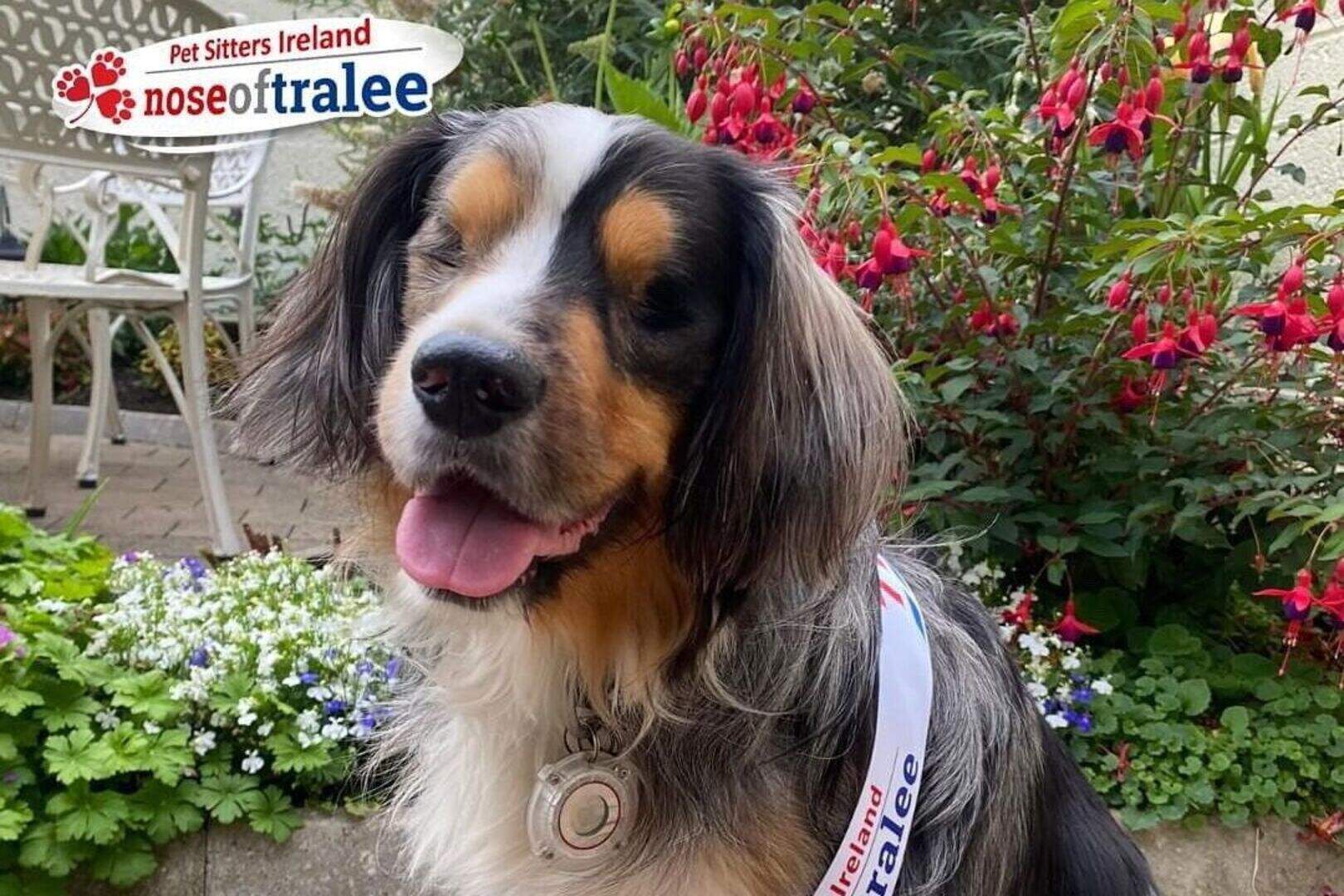 Blind dog Winston carries Louth hopes in Nose of Tralee | Irish Independent