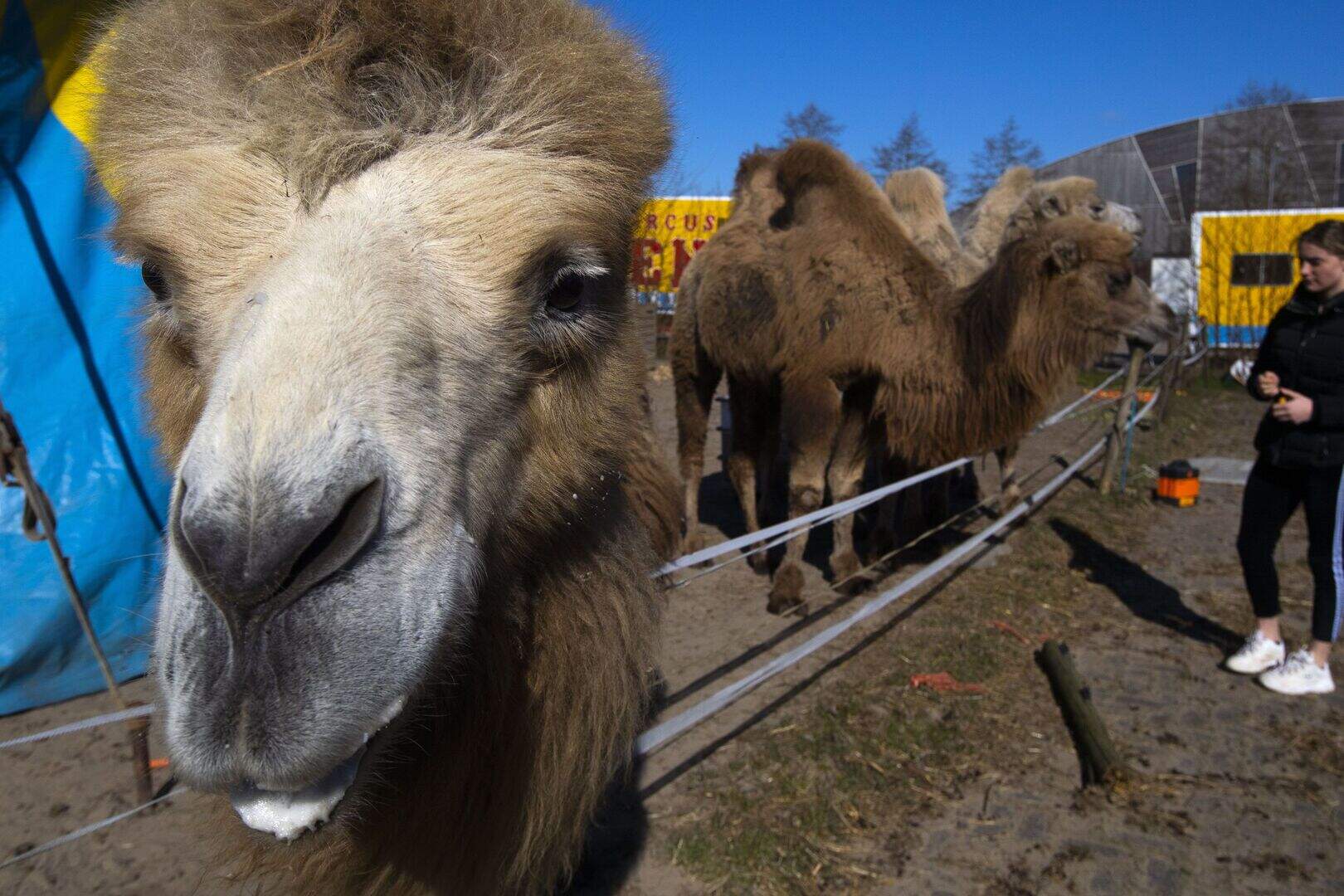 Virus halts travelling circus in Netherlands | Irish Independent