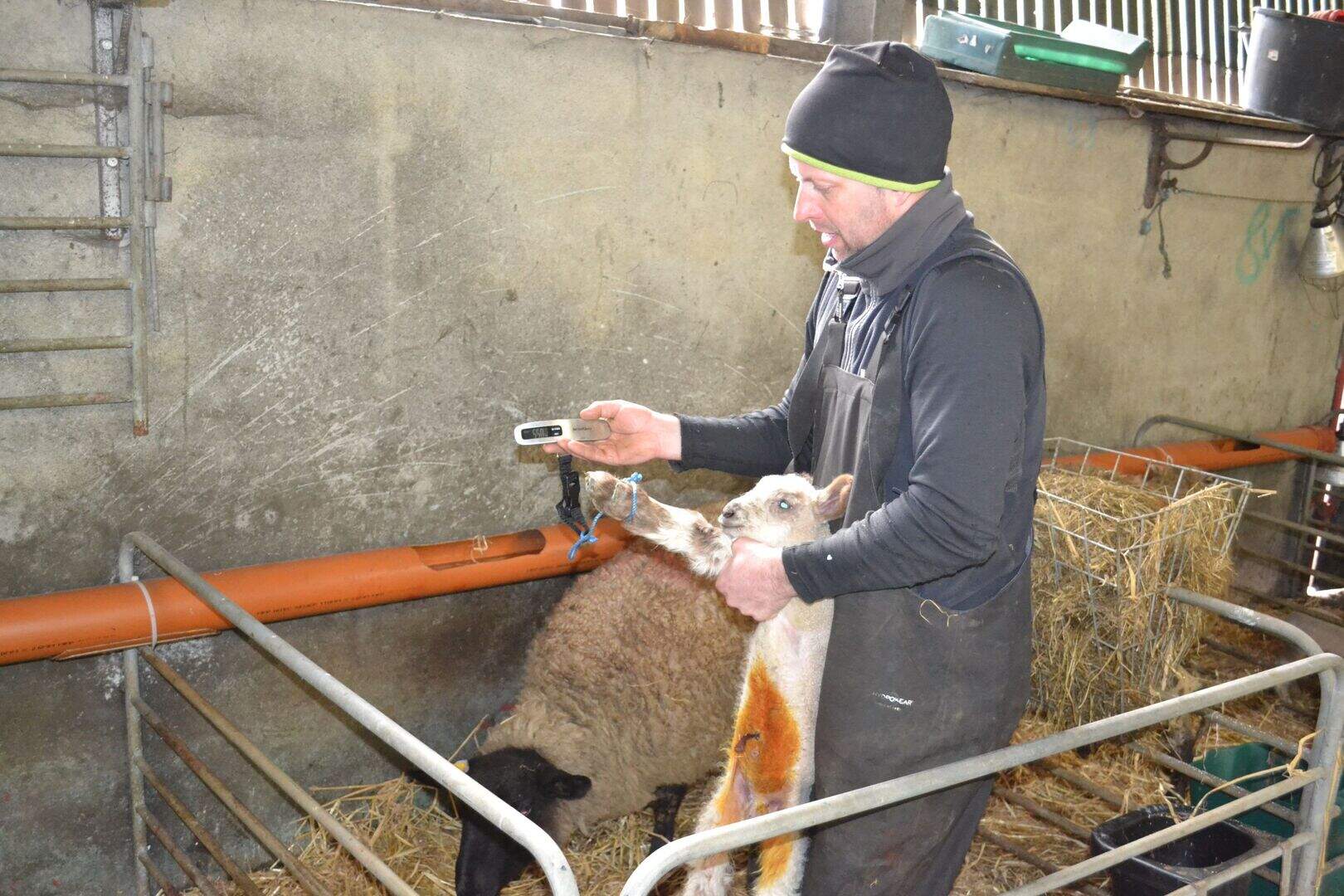How a focus on ewe BCS boosted scanning results for this Galway farmer ...