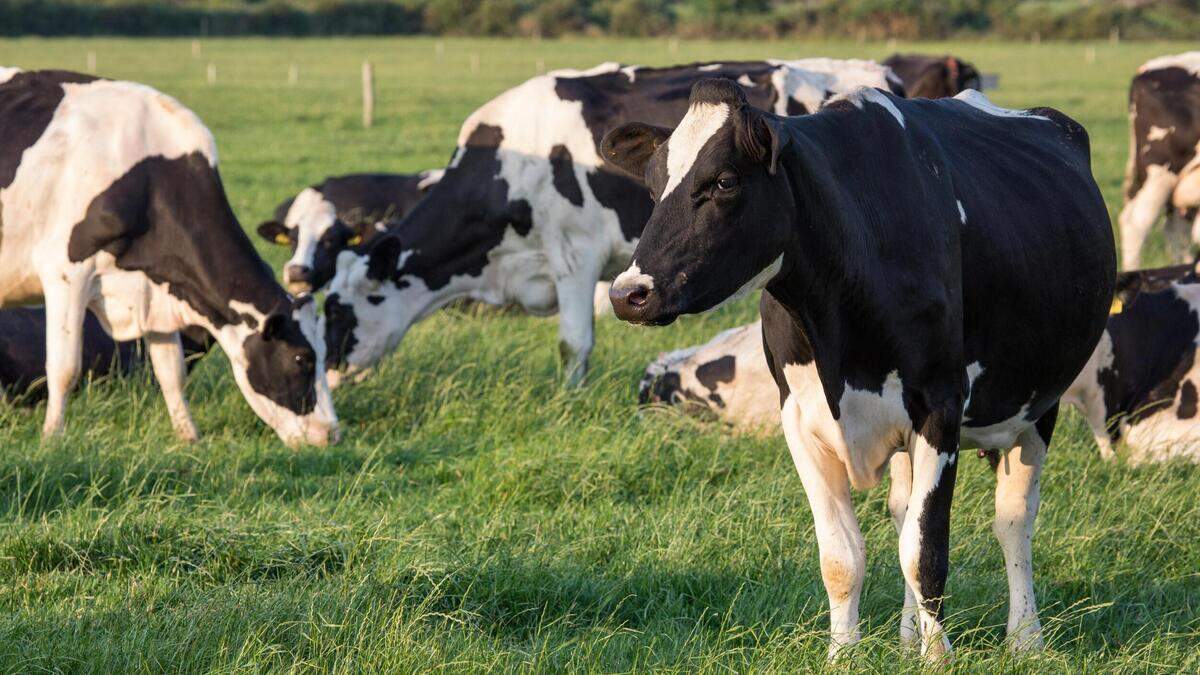 Eamon O’Connell on Selective Dry Cow Therapy (SDCT): Why it’s time to ...