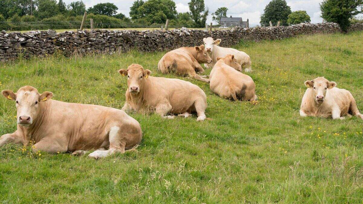 Sluggish EU market and high number of cull cows blamed as another 5c/kg ...