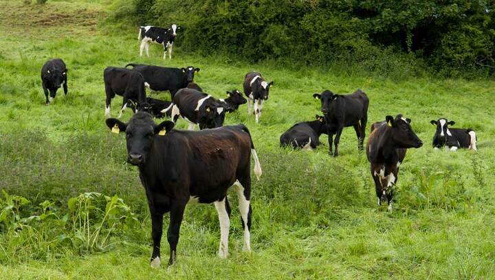 One in five dairy heifers never calve — the hidden crisis on Irish ...