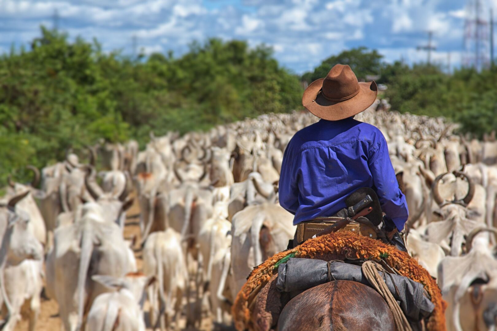 Farm groups welcome EU move that could block Brazilian beef imports ...