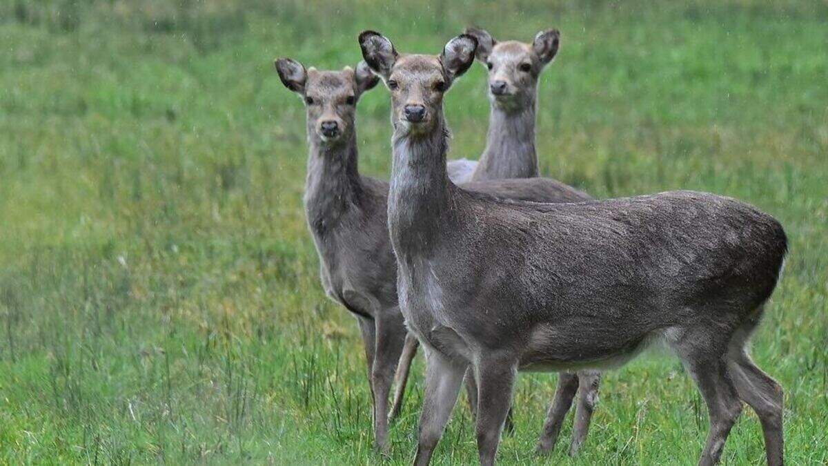 Proposed deer culling programme welcomed by Cork TD | Irish Independent