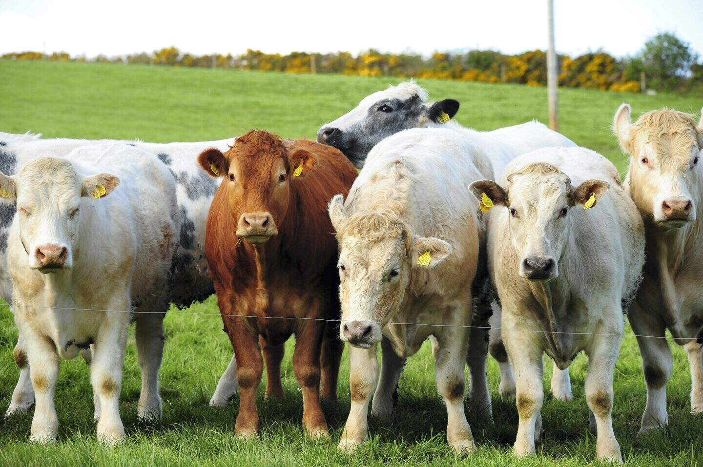 All signs point to continued tightening of cattle supplies, industry ...