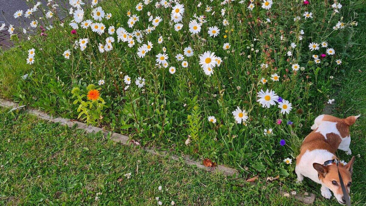 Why you should ‘murder’ your lawn to help save the planet | Irish ...