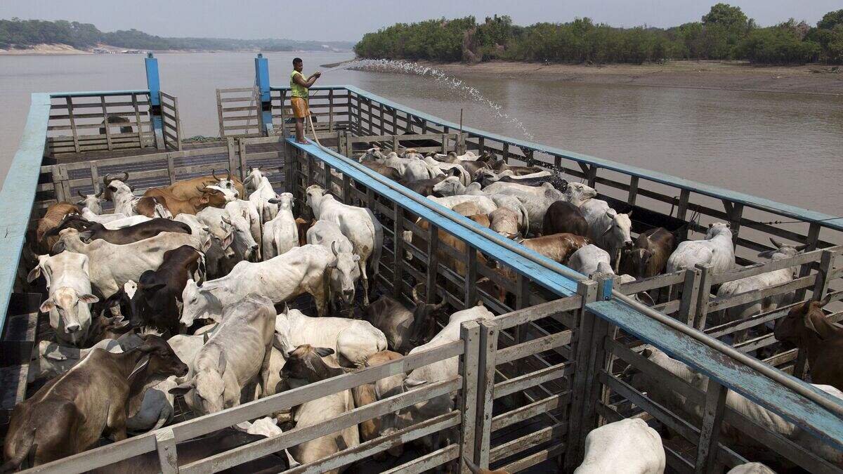 US says no timeline in place to restore Brazil beef imports | Irish ...