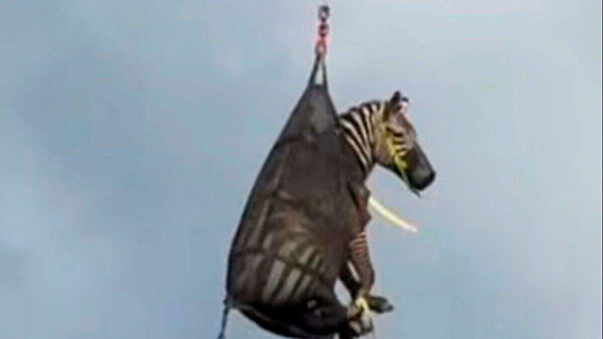 Runaway pet zebra is captured and airlifted home after week on the run ...