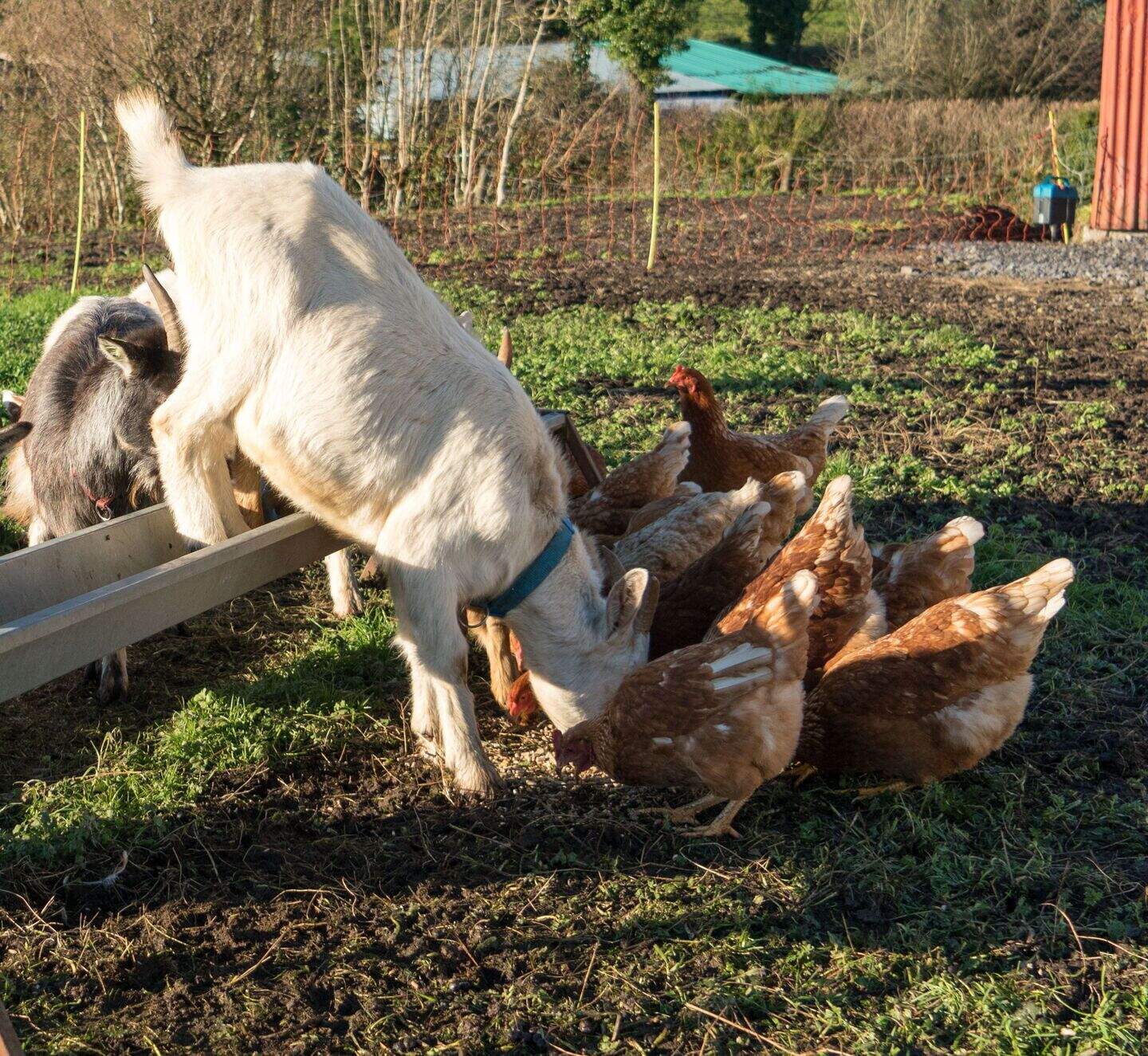 Meet the American who started farming in her 70s and now makes raw ...