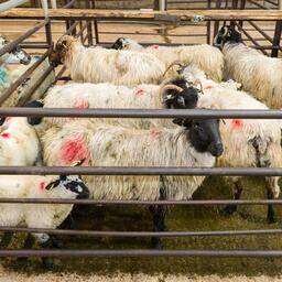 Lamb back by 25-30c/kg – but still well up on 2020 | Irish Independent