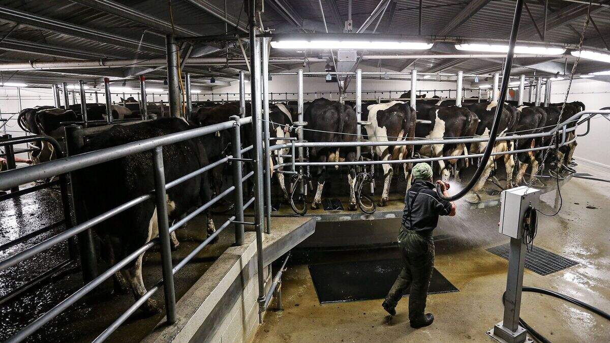 New Zealand farmers say fair methane target will avoid closures | Irish ...