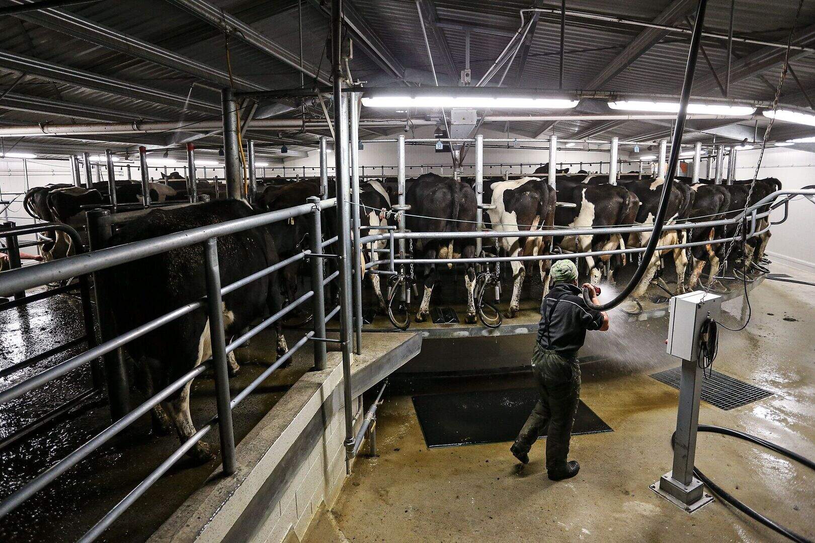 New Zealand farmers say fair methane target will avoid closures | Irish ...