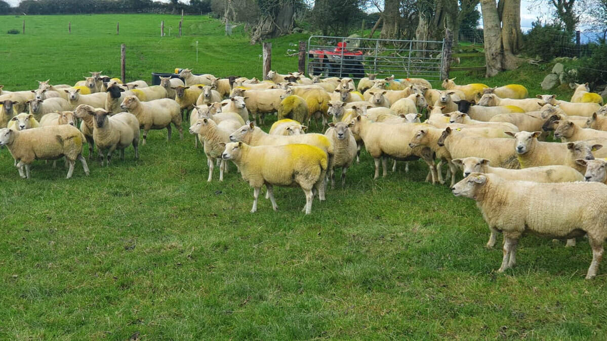 How reduced ewe numbers can add up to increased profits | Irish Independent