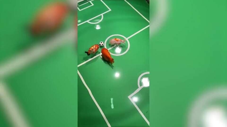 Man trains his goldfish to play football in his self-made fish tank ...