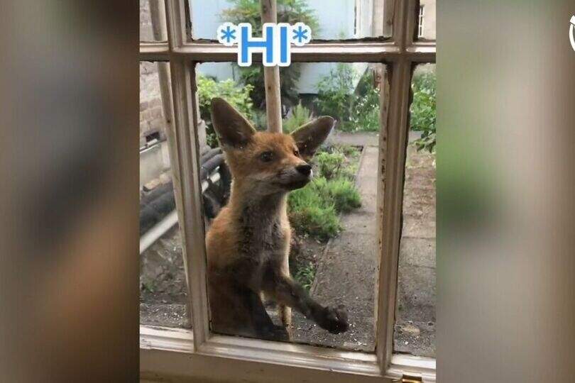 Curious fox cub tries to enter Trinity College | Irish Independent
