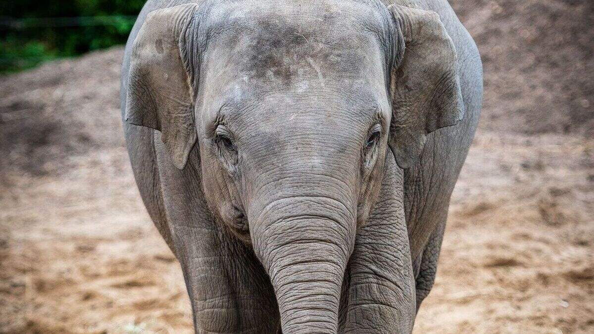 Dublin Zoo confirms second elephant is being treated for virus which ...