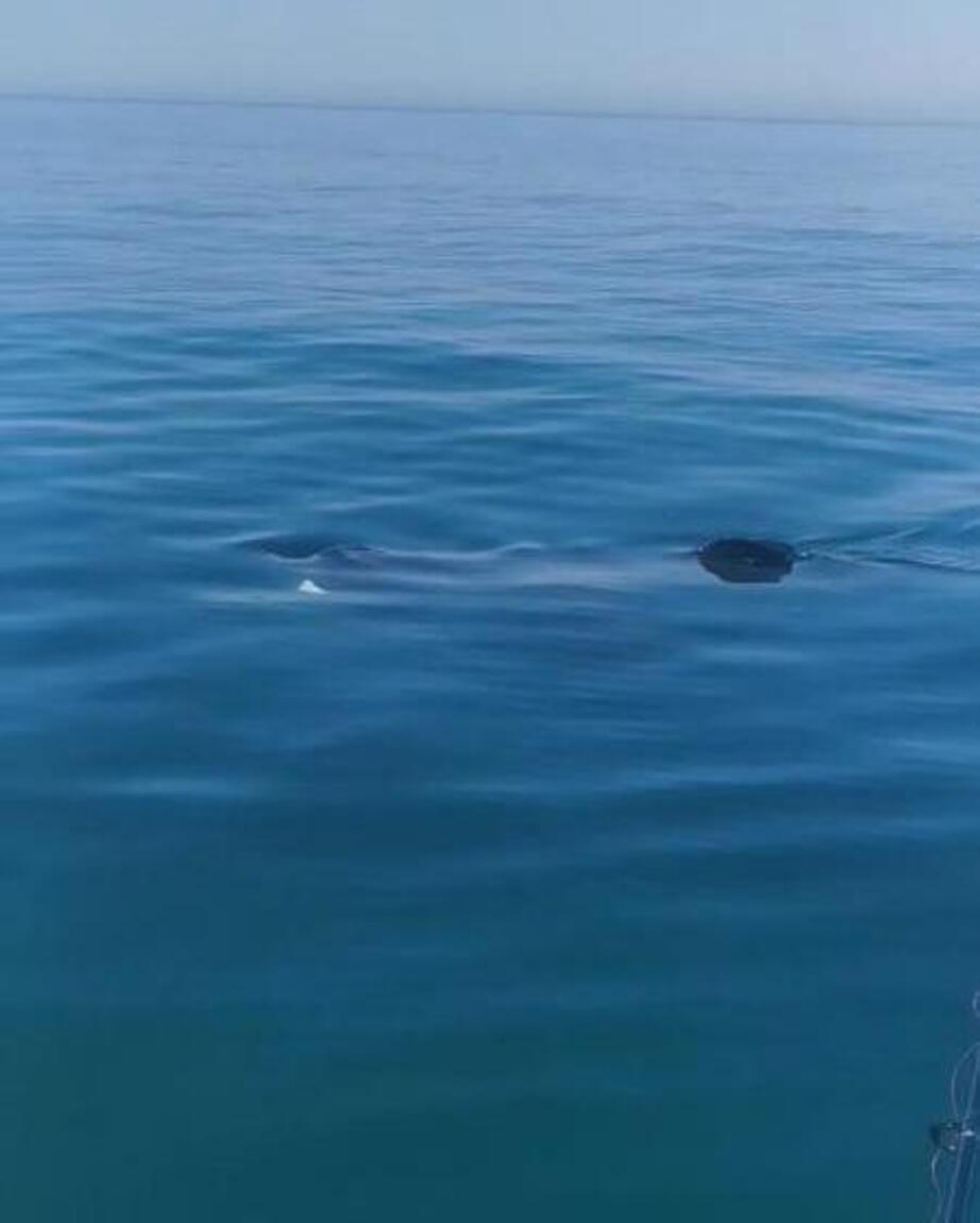 ‘What beautiful creatures’ - Wexford man thrilled to be joined by two ...