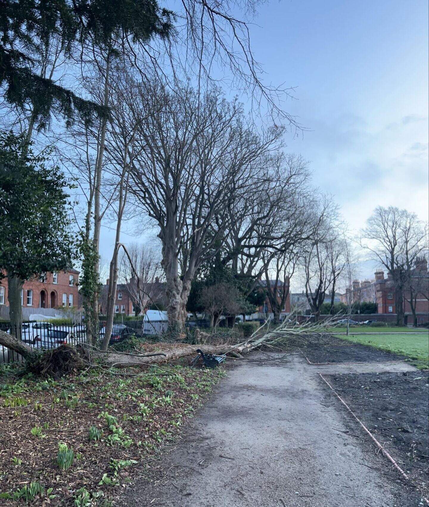 Warning of ‘serious risk of injury’ from falling trees in Ranelagh ...