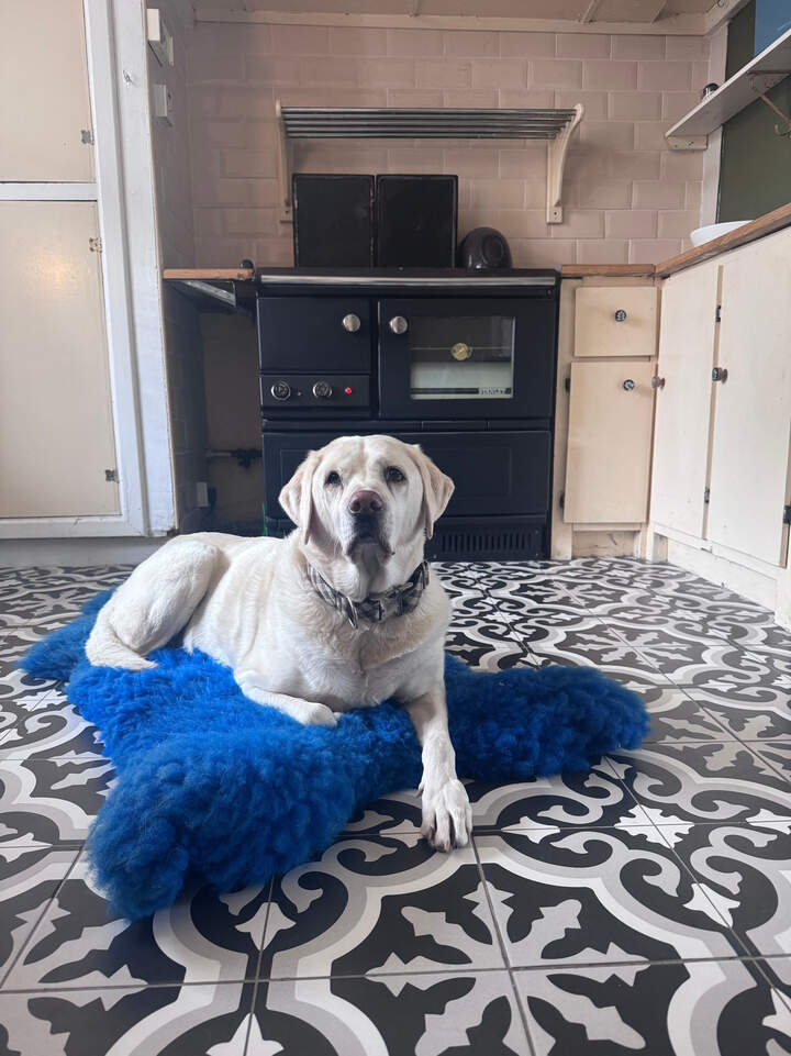 I travelled 2,000 miles and spent €20,000 to save my dog Casper from ...