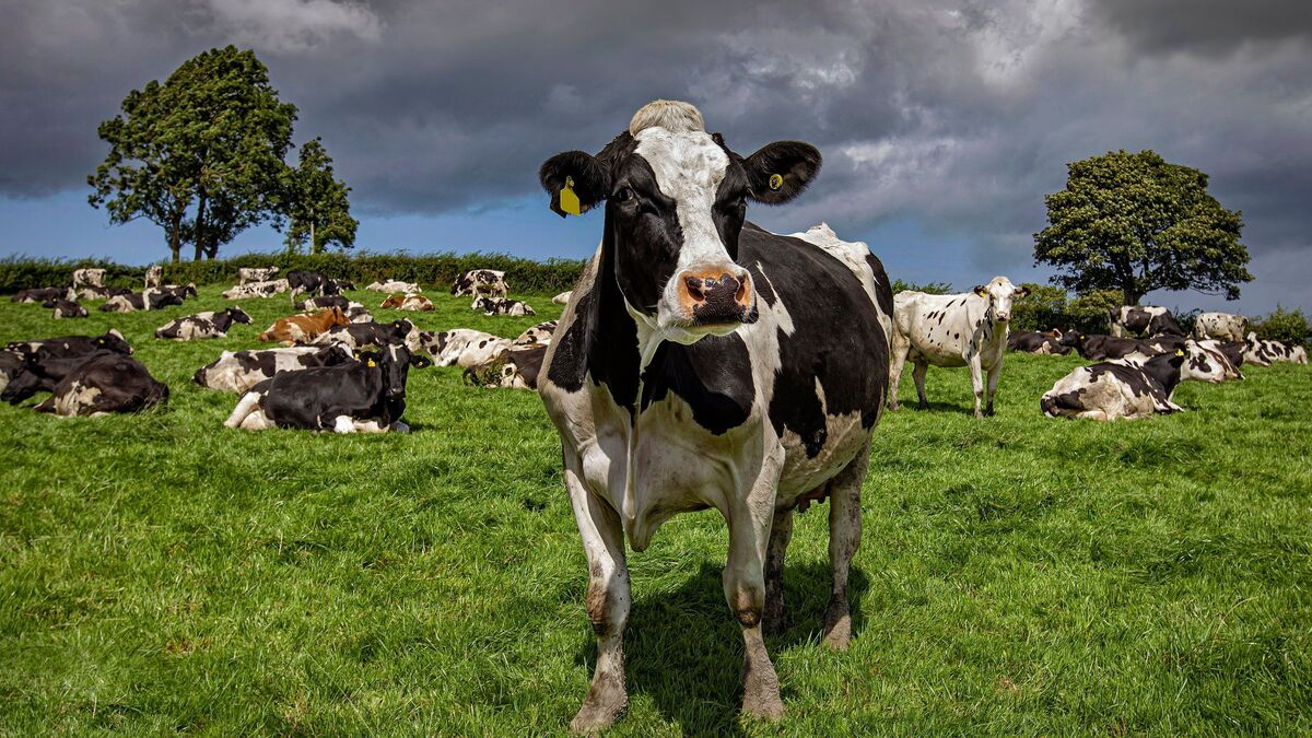 ‘Signs of recovery’ as February milk prices held by processors | Irish ...