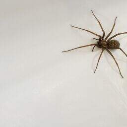 From spiders and braying donkeys to Christmas tree glamping, the ...
