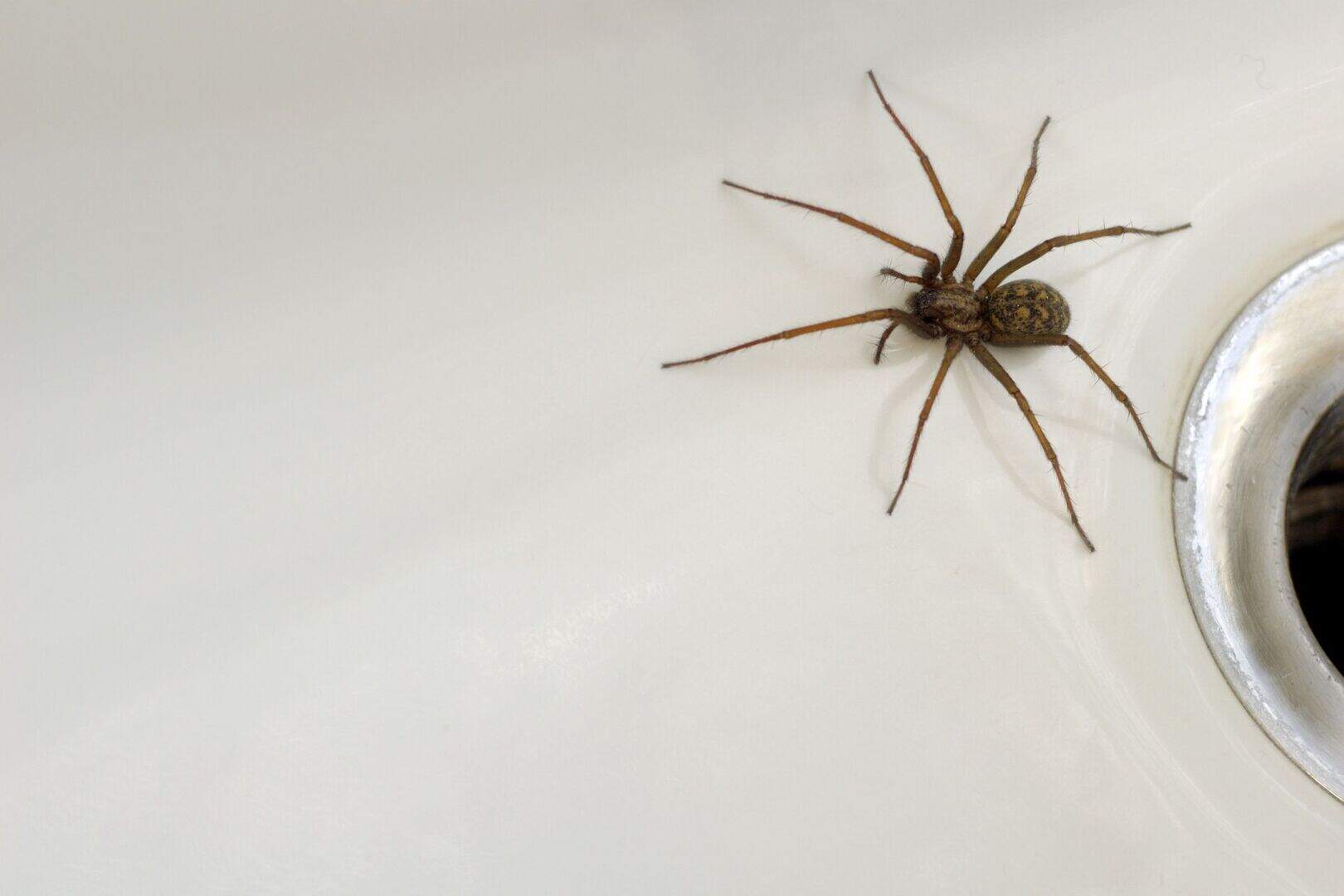 From spiders and braying donkeys to Christmas tree glamping, the ...