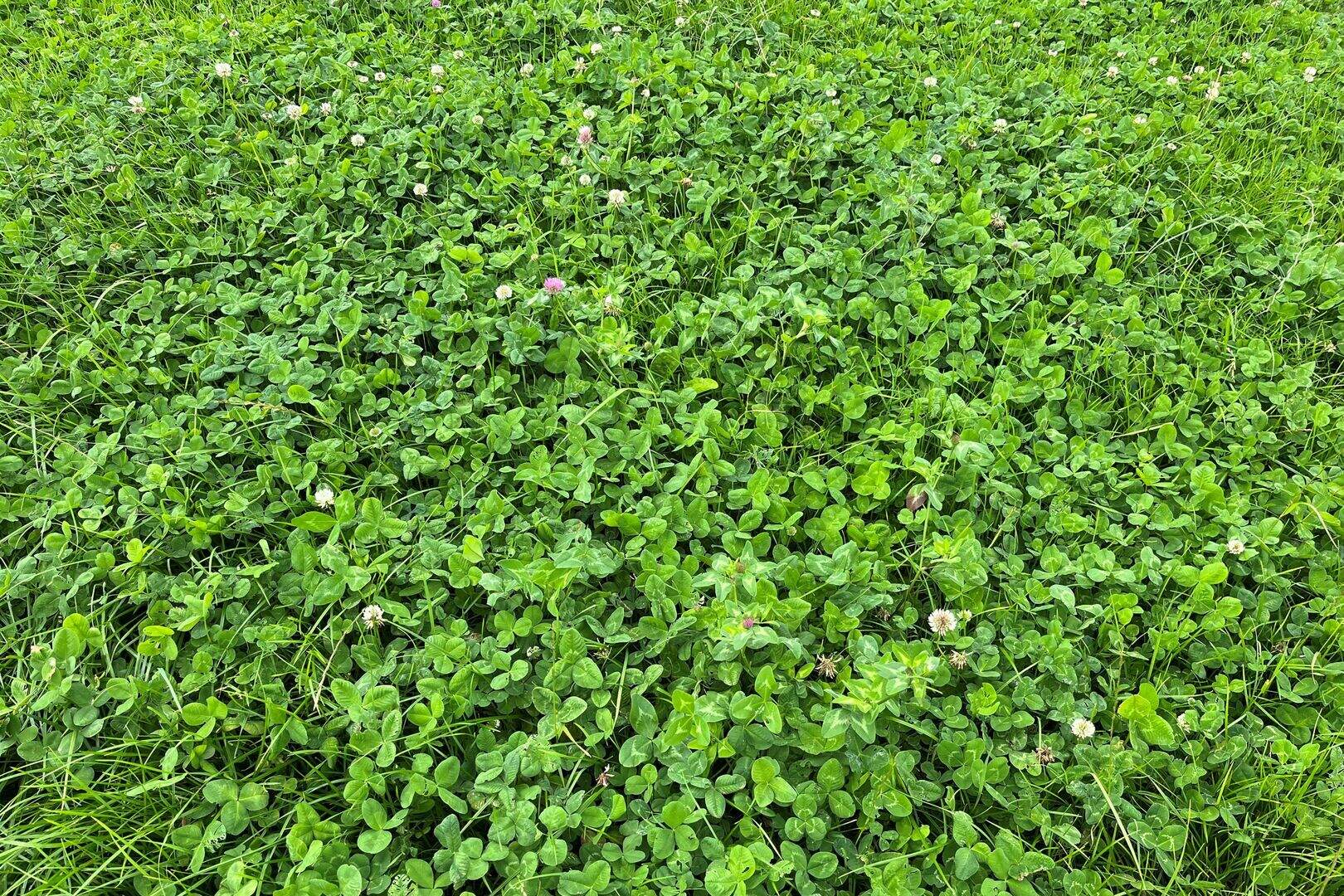 New €4m research project aims to triple clover’s ability to fix ...