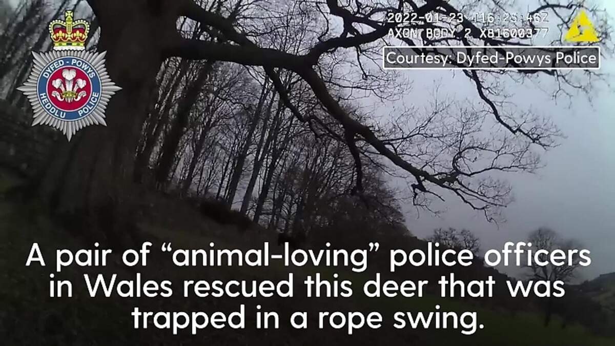 ‘Animal-loving’ police officers save deer trapped in rope swing | Irish ...