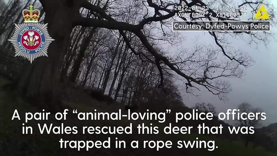 ‘Animal-loving’ police officers save deer trapped in rope swing | Irish ...