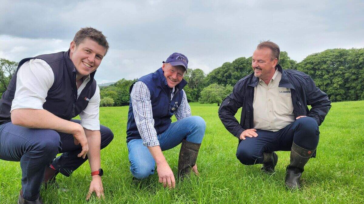 Peter Hynes: Why we are stitching red clover into our silage swards ...