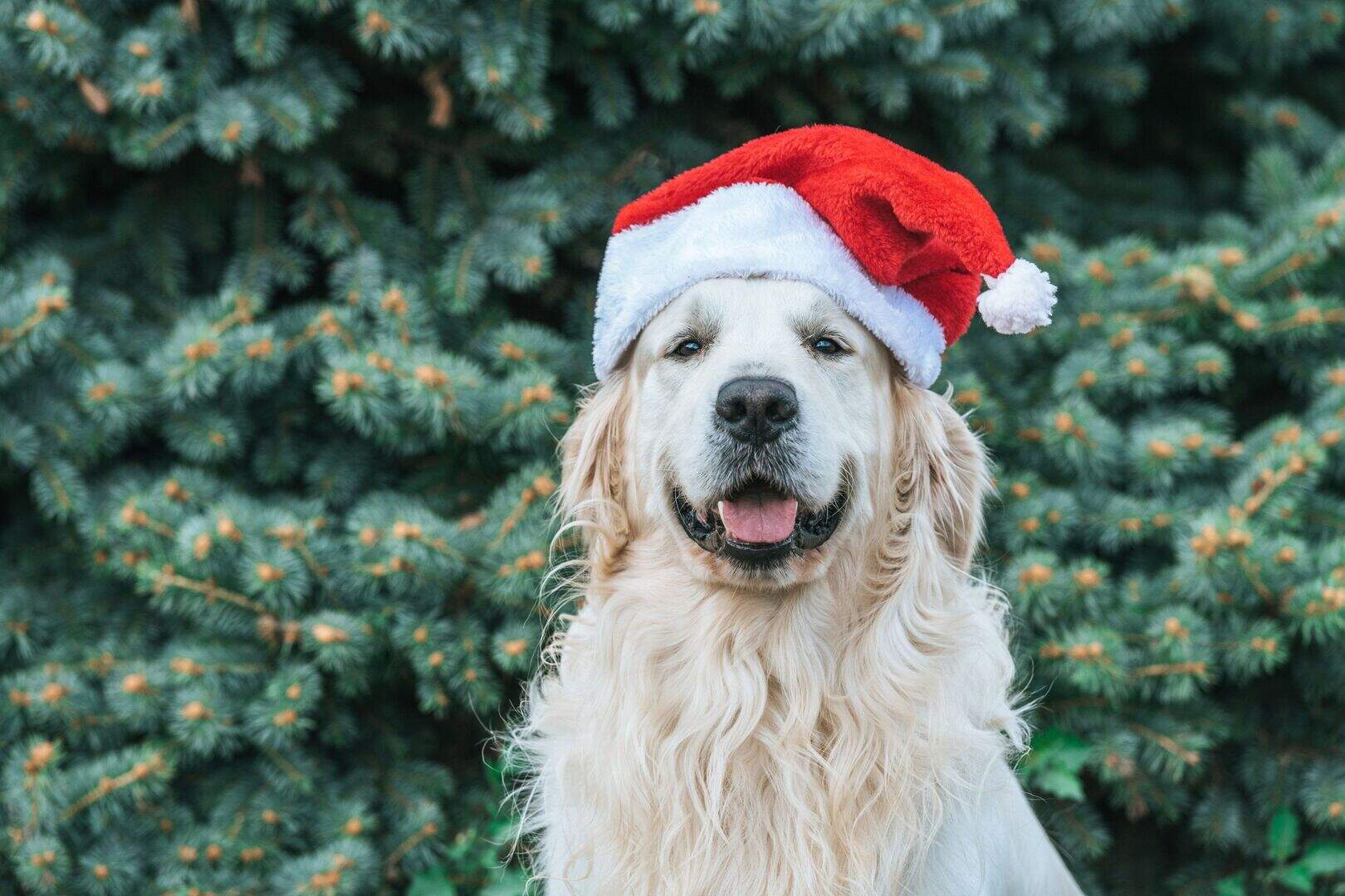 Wicklow shop offering pets Santa photos to help local rescue centre ...