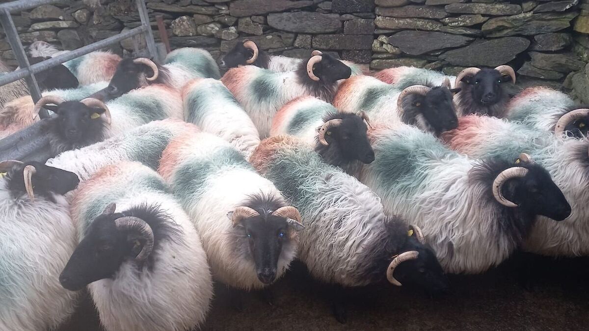Mayo farmer who lost 14 sheep says thefts go unreported over fear of ...