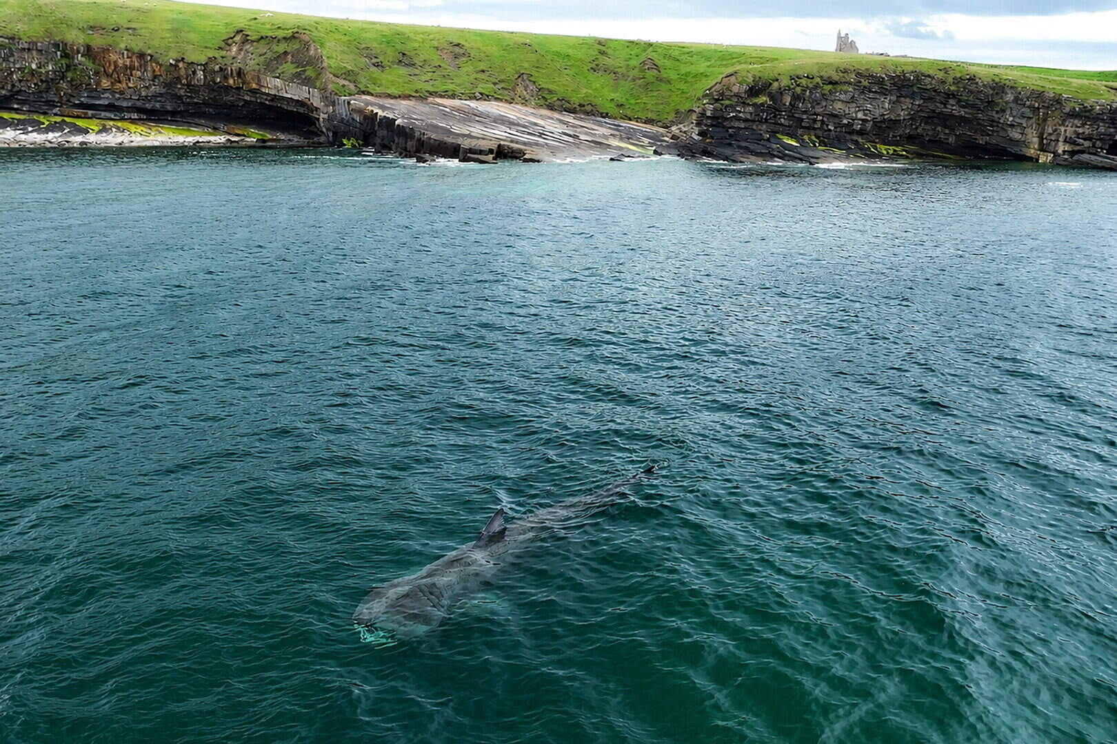 Basking sharks Mullaghmore Head: rare close-up sightings in Donegal Bay ...