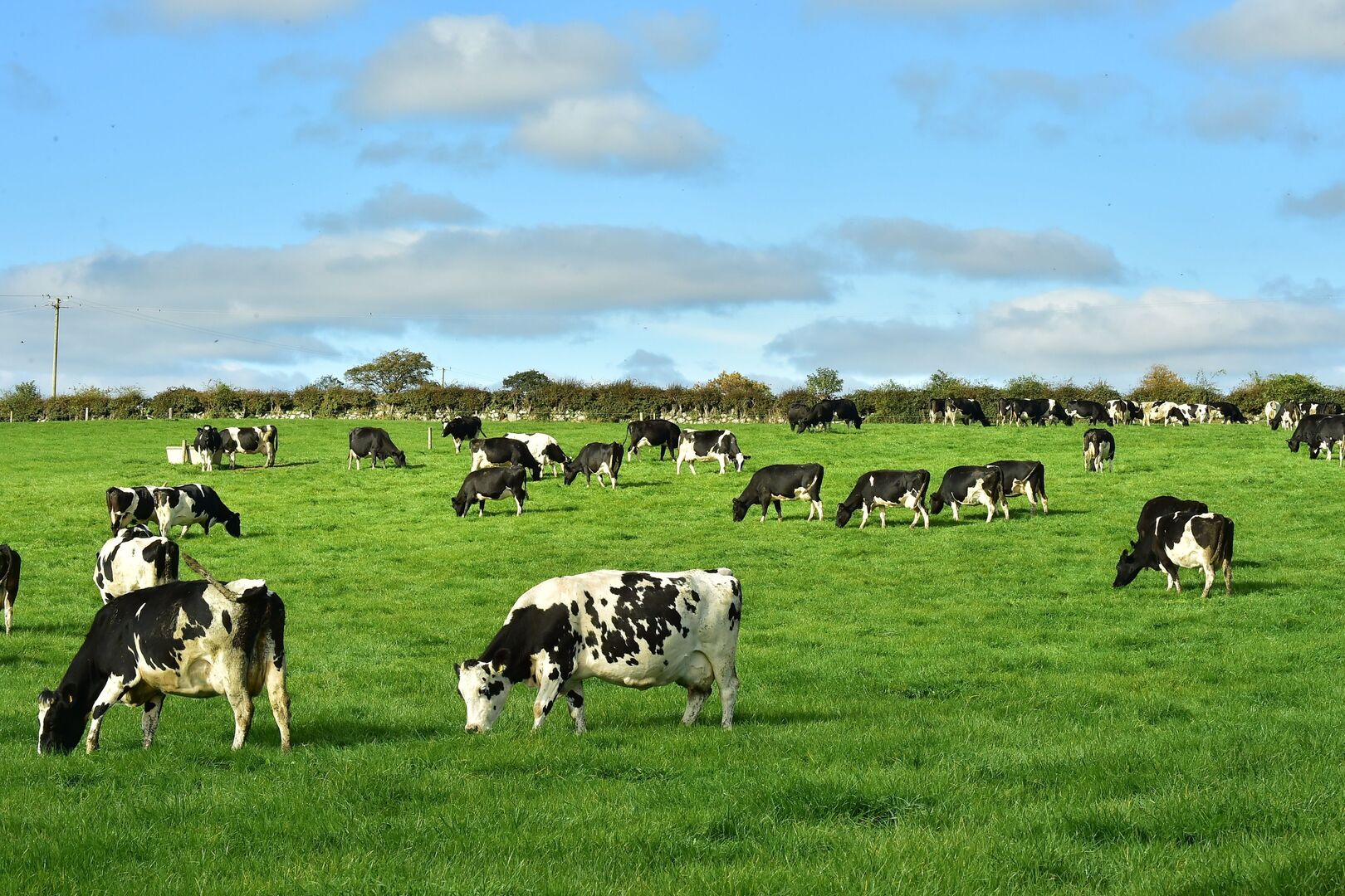 Department ‘finalising’ policy on calf movements from TB-restricted ...