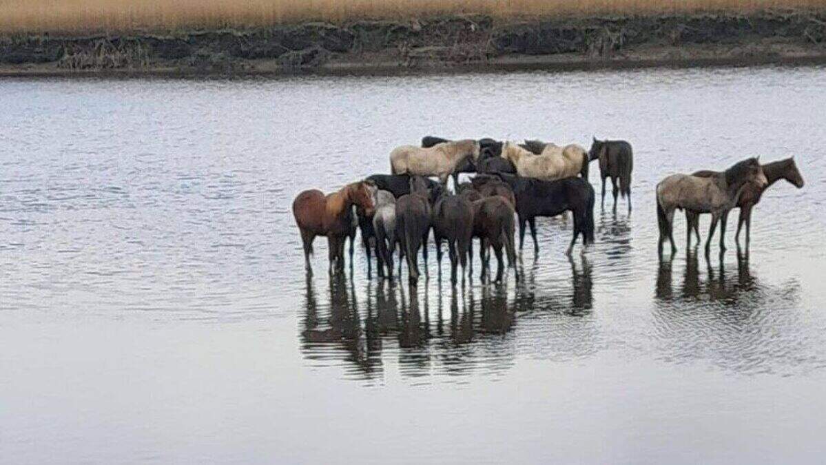 Concern for horses that became trapped trying to cross the River Boyne ...