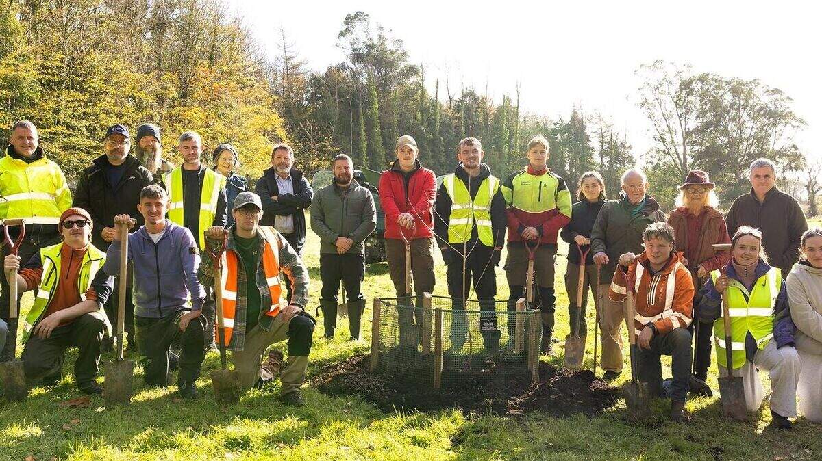 Endangered trees from across Europe planted in Wexford conservation ...
