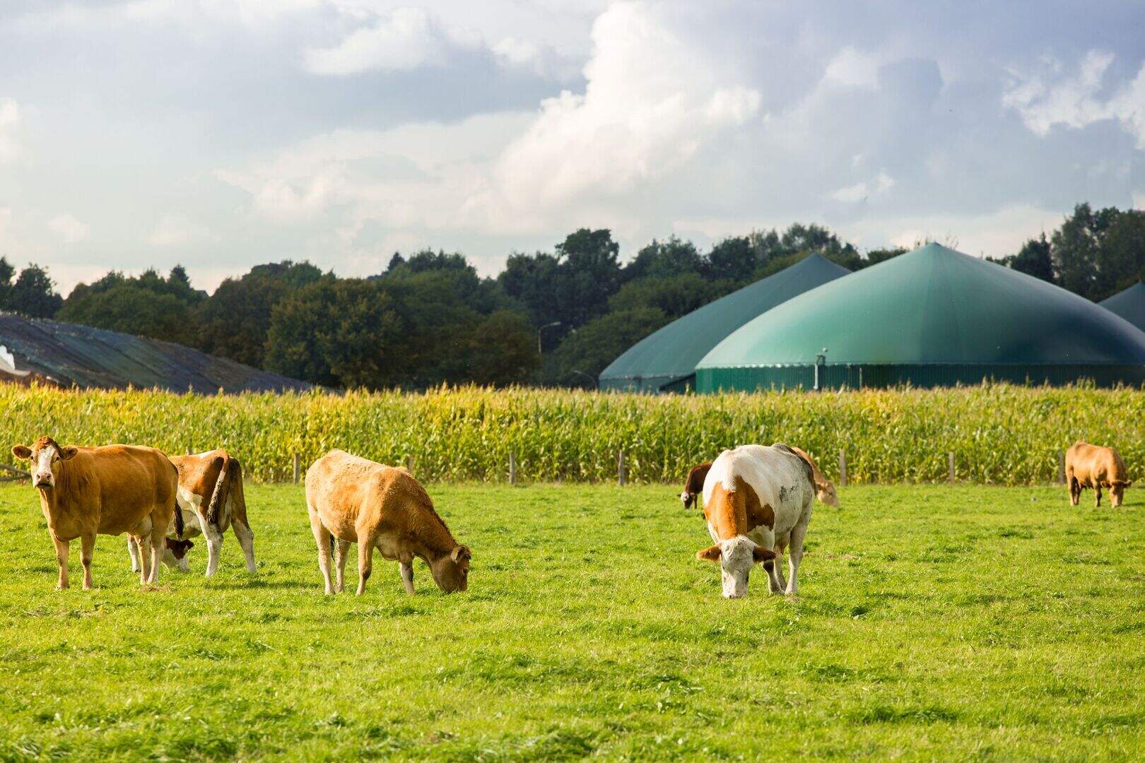 Locals object to proposed biomethane plant in Kildare as community ...