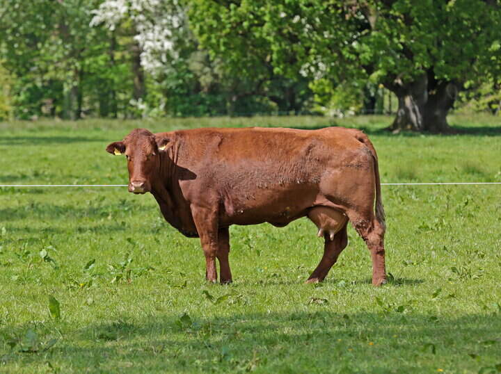How this Longford 90-cow suckler farm is consistently producing U grade ...