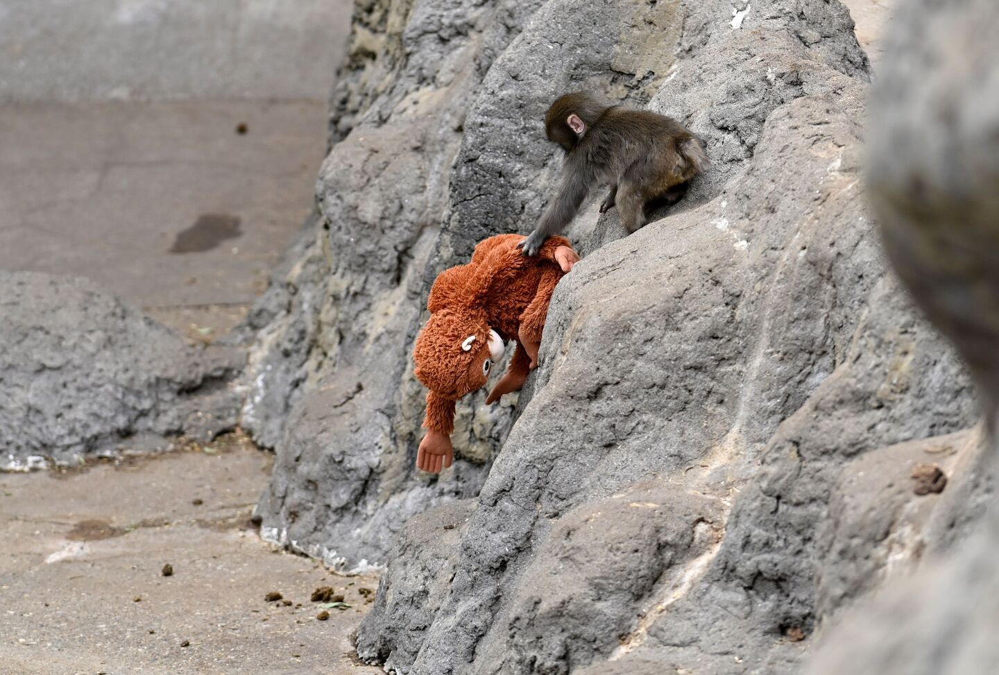Kirsty Blake Knox: Punch the Monkey is the latest animal to capture our ...