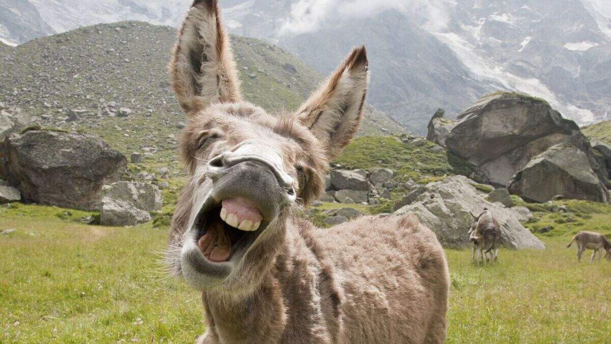 From spiders and braying donkeys to Christmas tree glamping, the ...