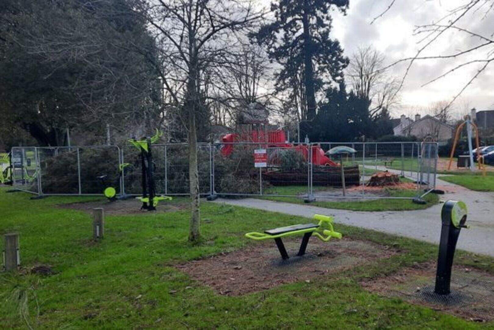 Gardaí investigating after 100-year-old tree worth €63,000 was ...