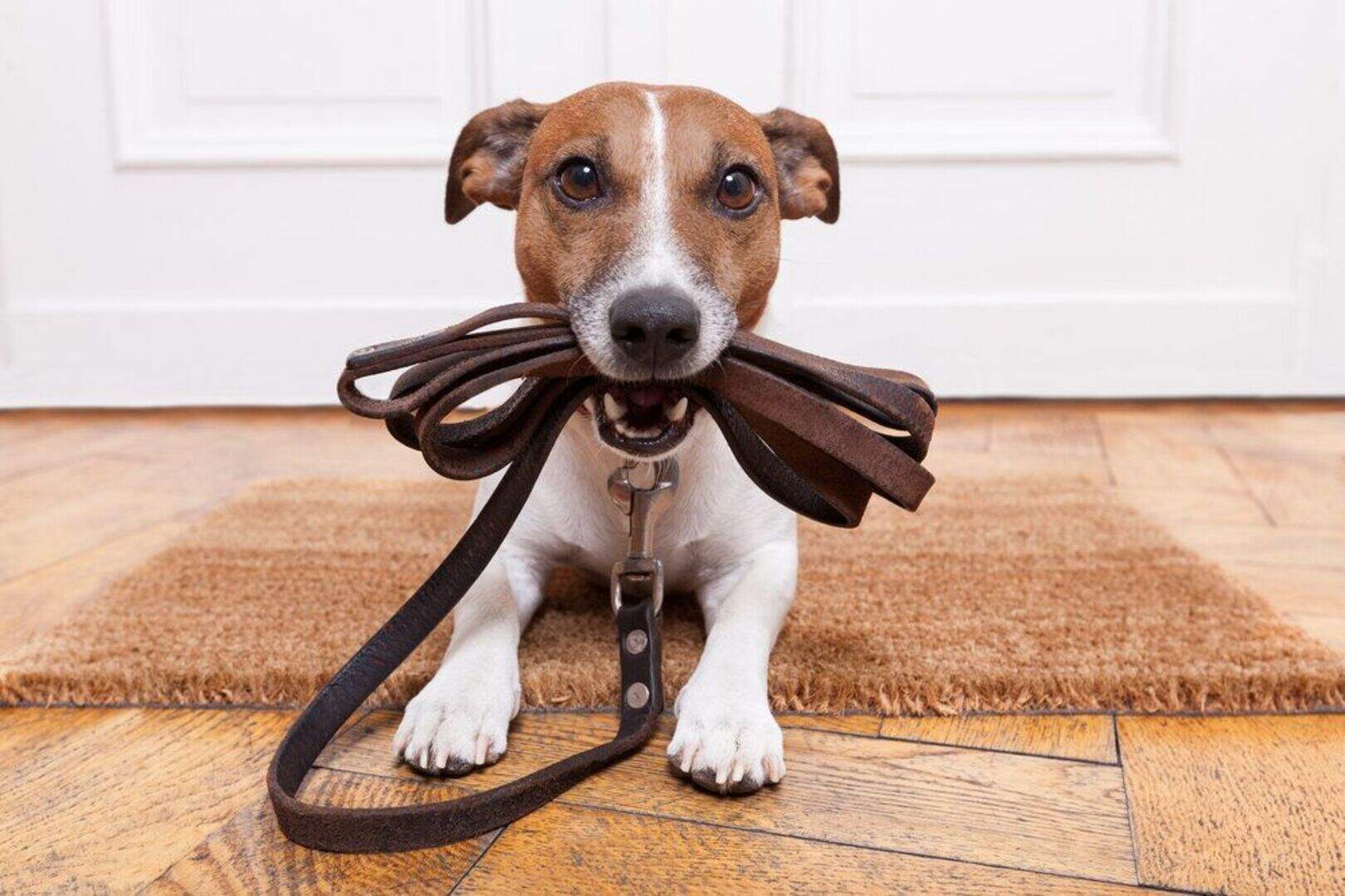 Pet-friendly travel is booming, but not everyone wants to share space ...