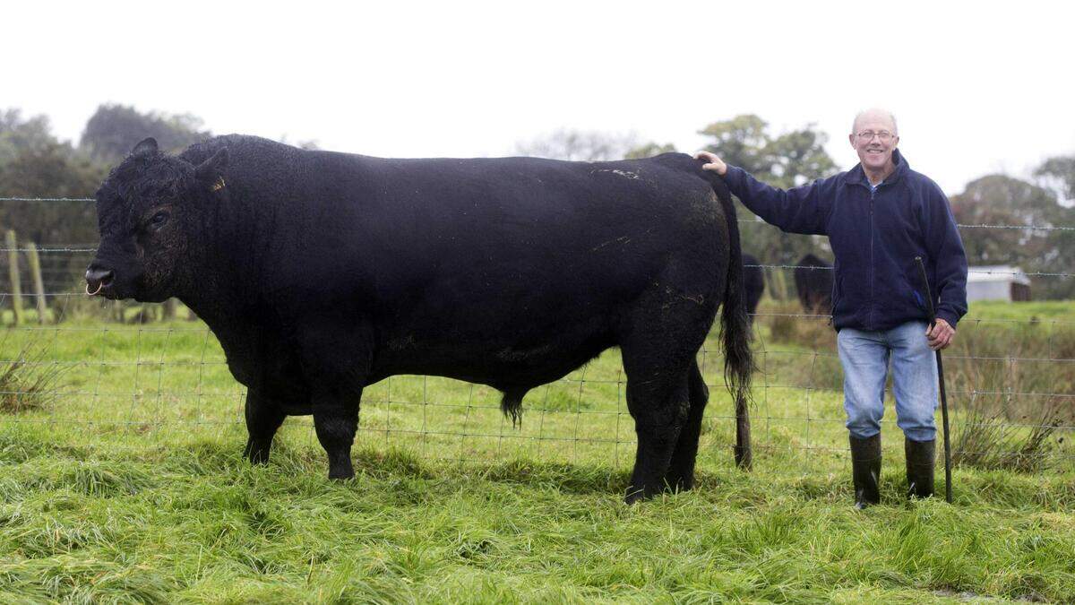 Long-serving champion of the Angus breed shows no sign of slowing down ...