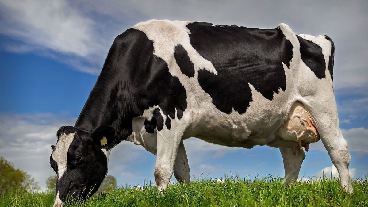Standard TB skin test may under-diagnose older cows | Irish Independent