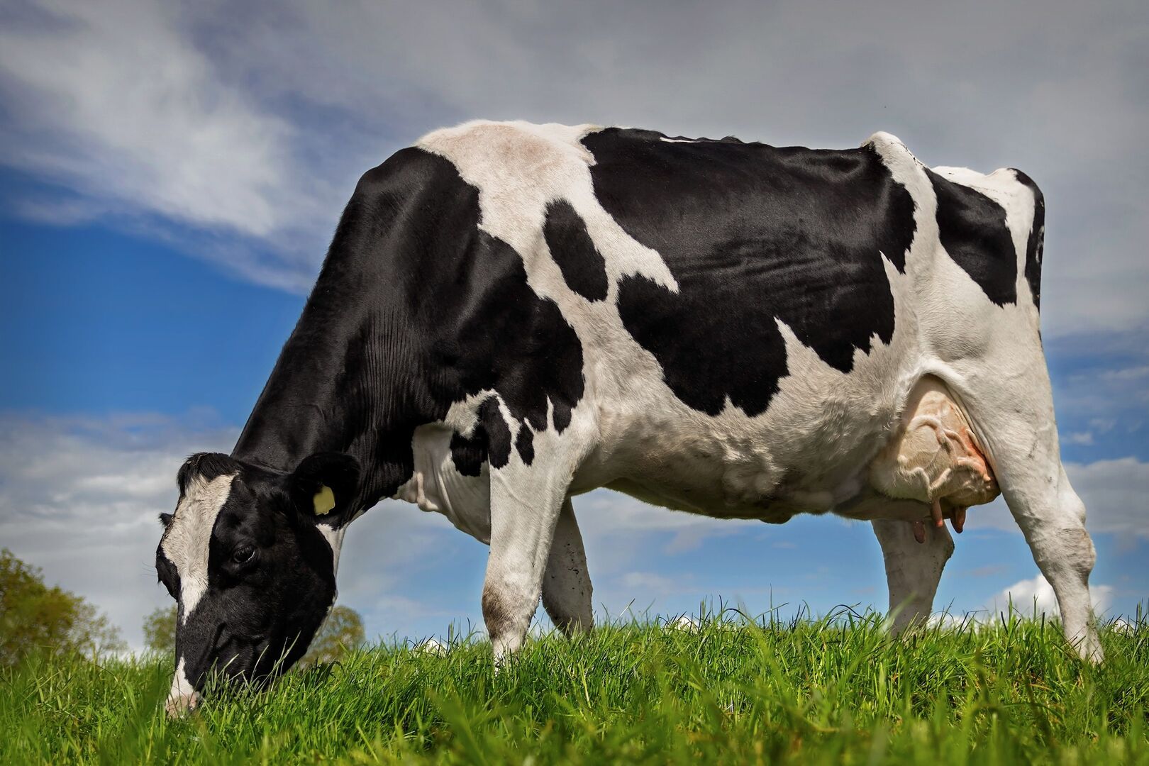 Standard TB skin test may under-diagnose older cows | Irish Independent
