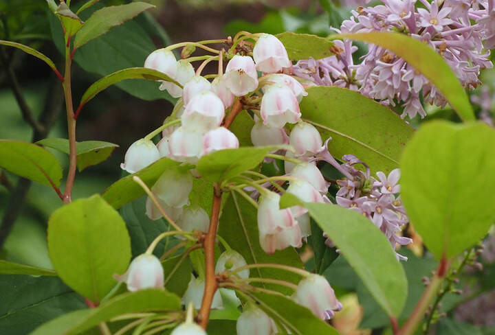 Diarmuid Gavin: Sun, blooms and bugs – your June garden checklist ...