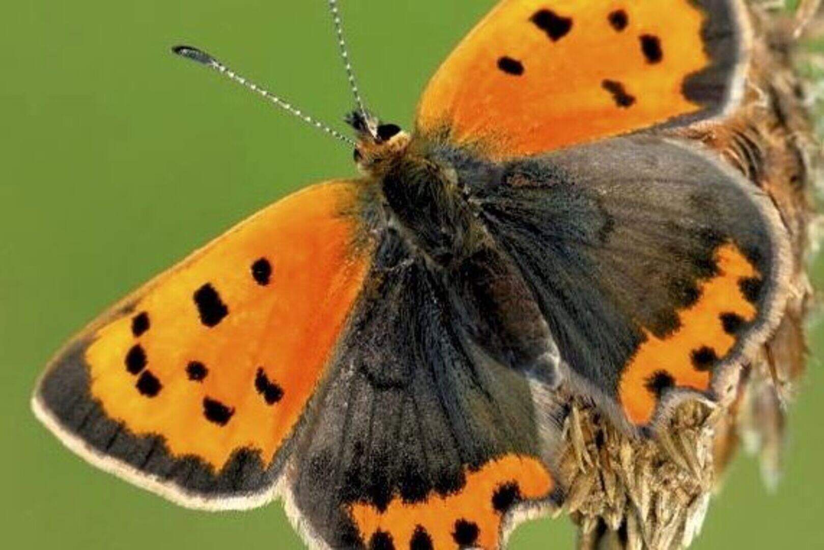 Nature Trail: Butterflies are in decline across all of Ireland | Irish ...