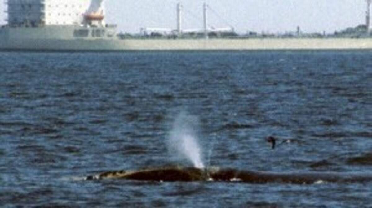 Mariners' app 'can save the whale' | Irish Independent