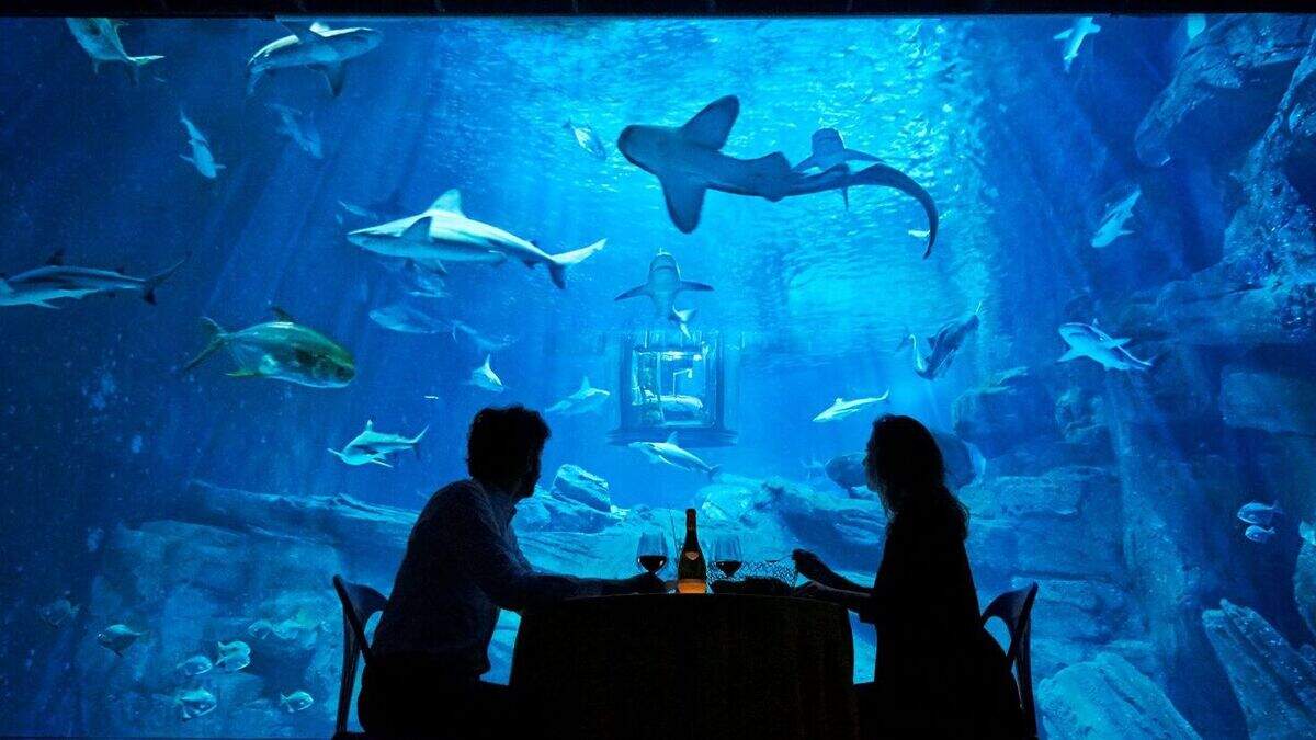 Sleep with sharks: Airbnb unveils its first underwater bedroom | Irish ...