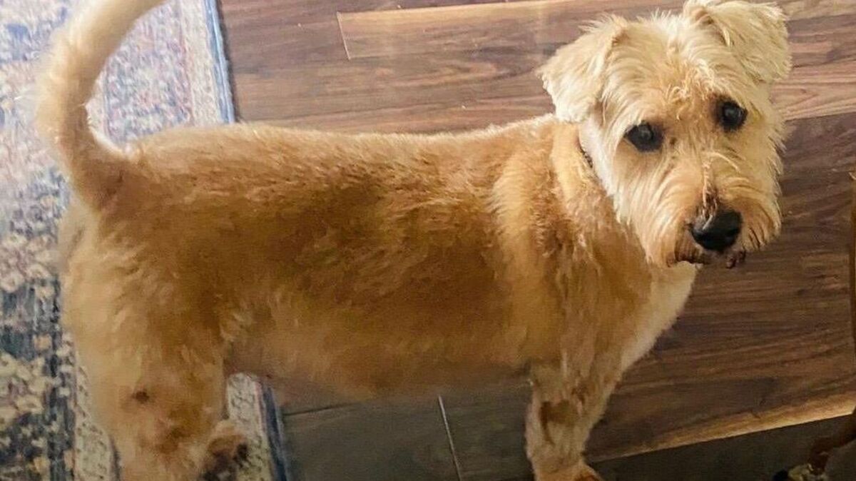 Justine O’Mahony: Rest easy Bowser – you were the best dog there ever ...